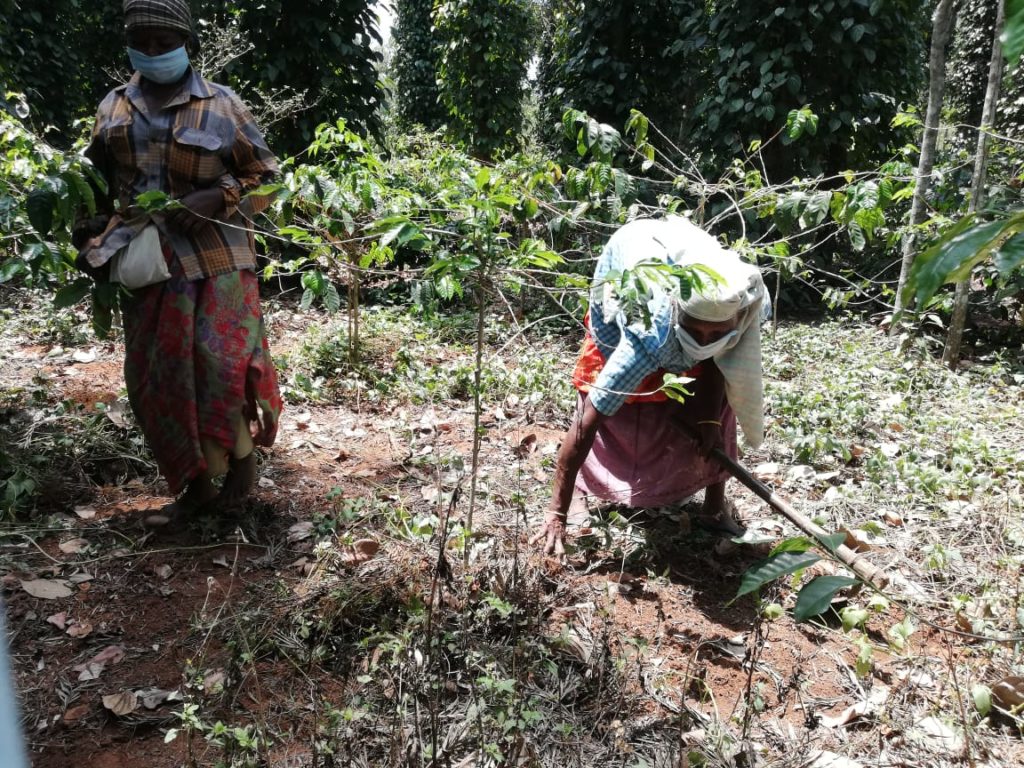 Tribal farmers get free masks allowing them to continue working during ...